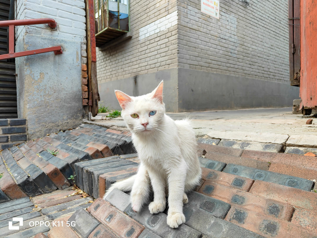 IMX890的影像普惠，OPPO K11使用体验_安卓手机_什么值得买